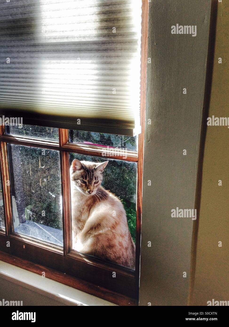 Kitty in window hi-res stock photography and images - Alamy