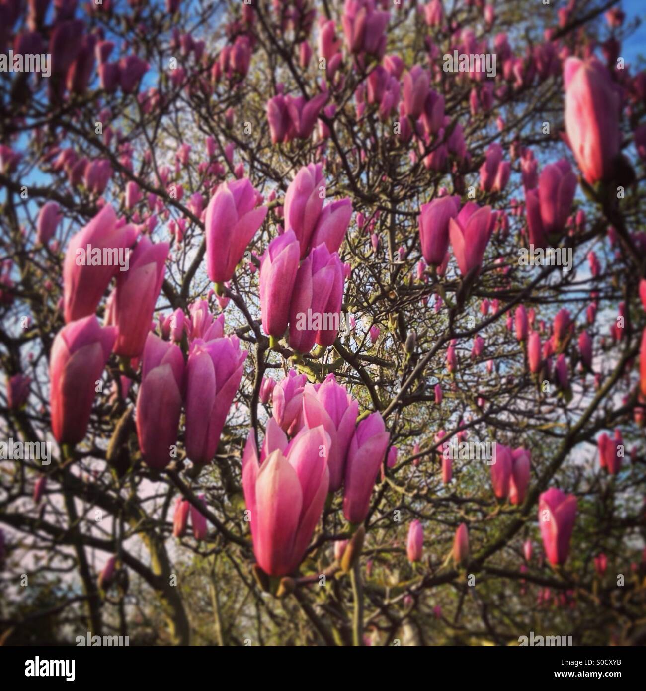 Magnolia blooms hi-res stock photography and images - Alamy