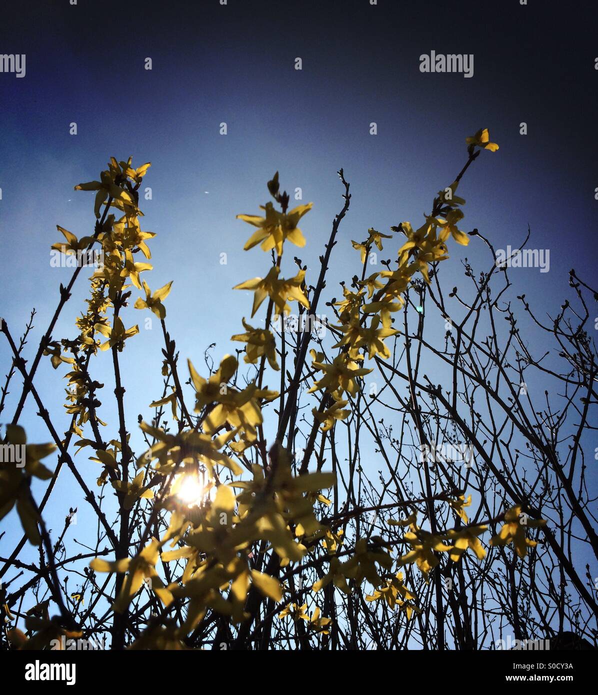 Blue sky through flowers hi-res stock photography and images - Alamy