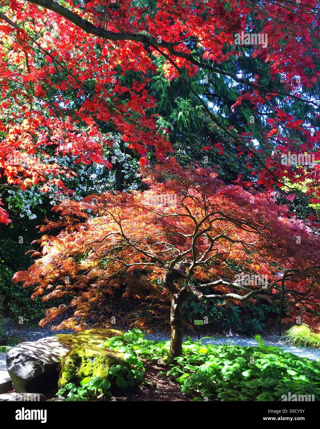 Japanese maple spring hi-res stock photography and images - Alamy