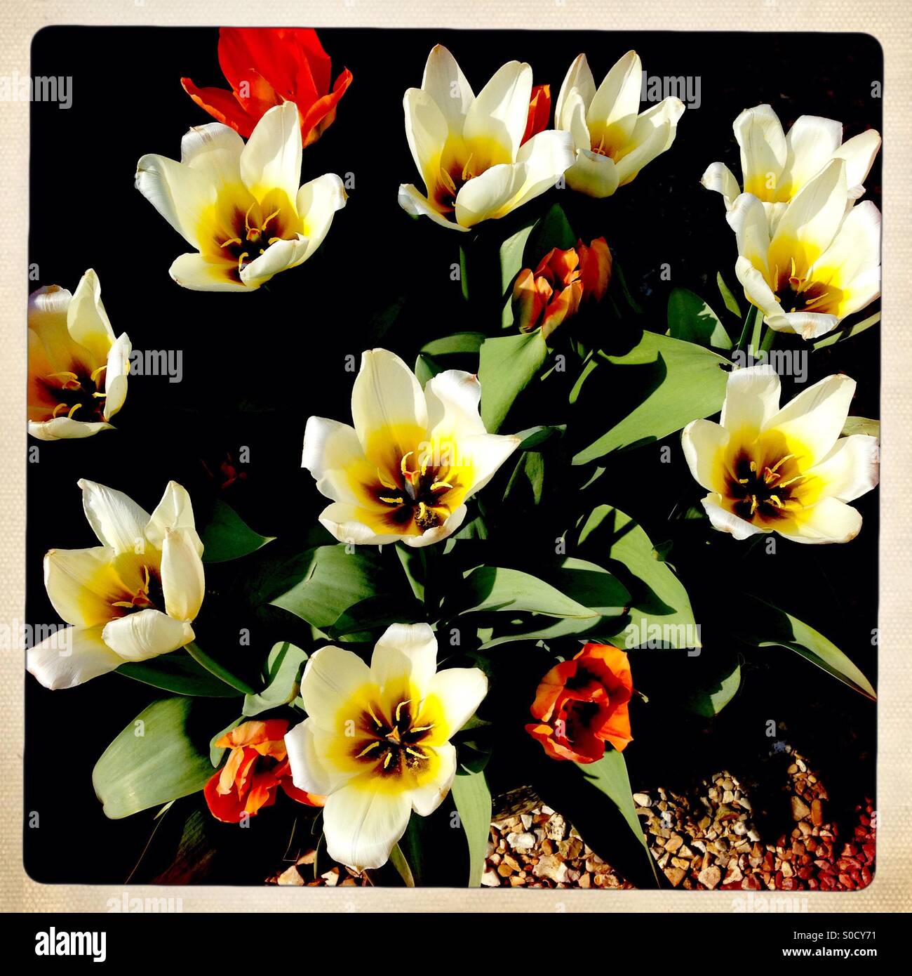 Isle of flowers hi-res stock photography and images - Alamy