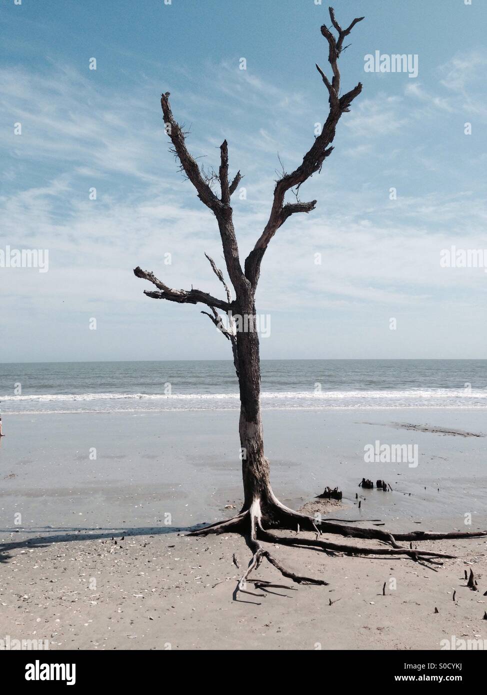 Skeleton tree hi-res stock photography and images - Alamy