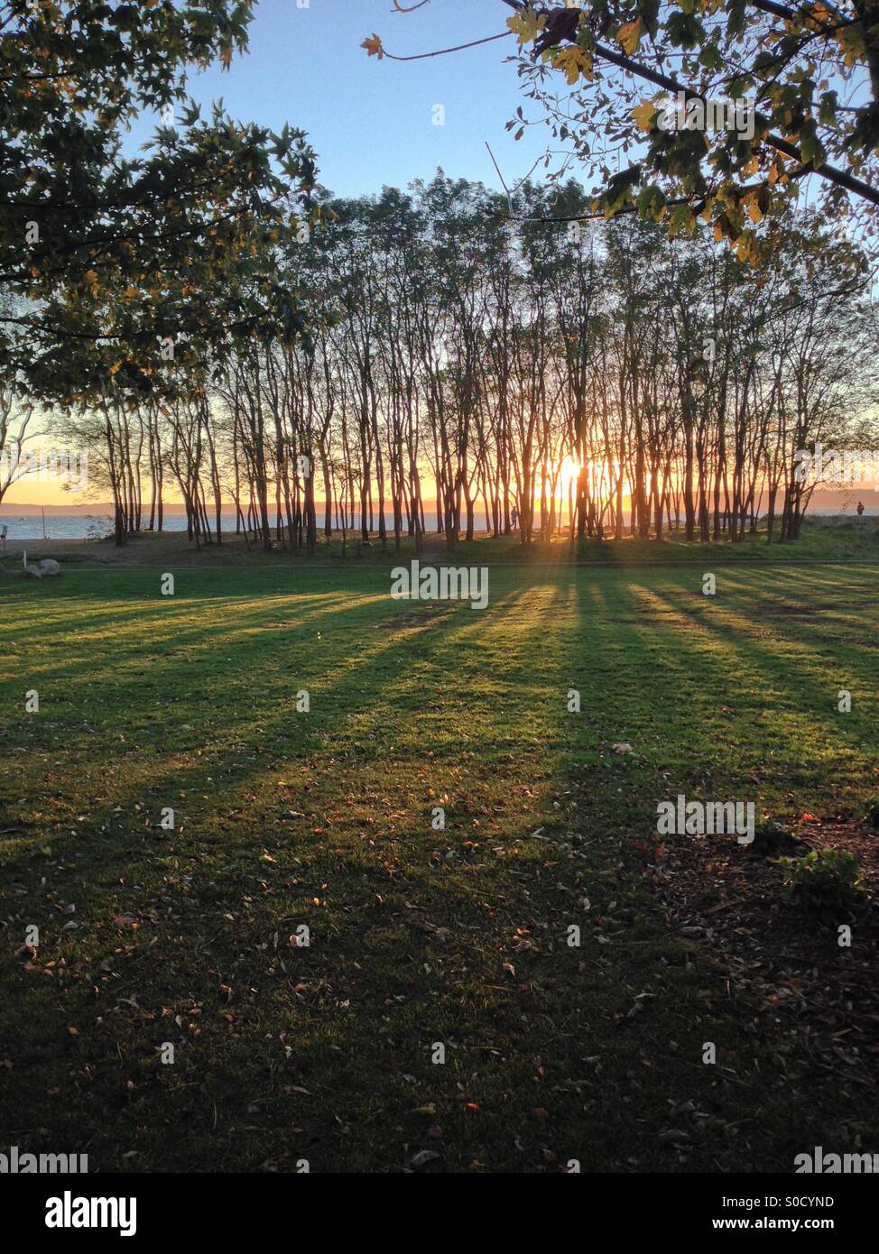 Grove trees sunset hi-res stock photography and images - Alamy