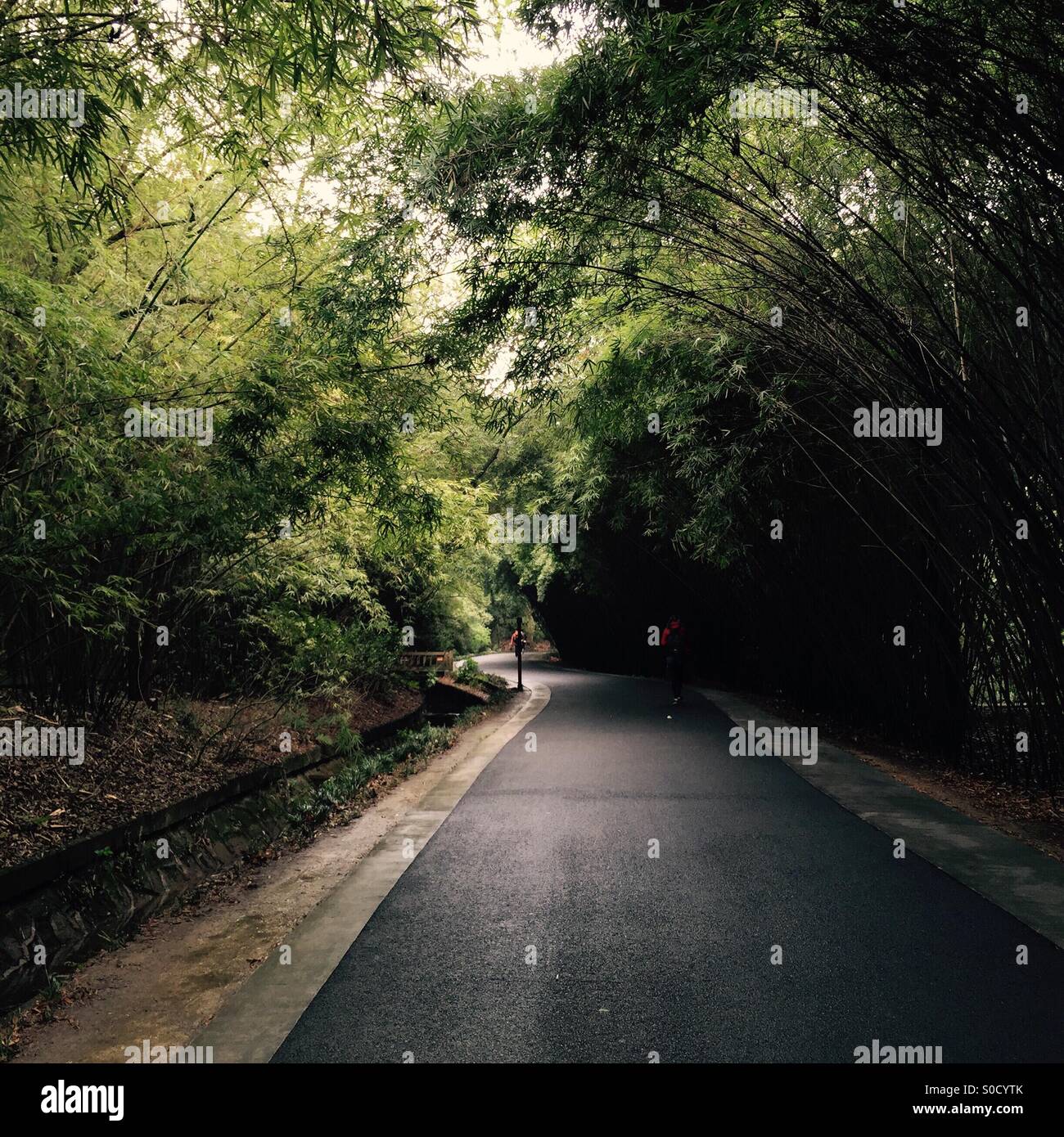 Bamboo curve hi-res stock photography and images - Alamy