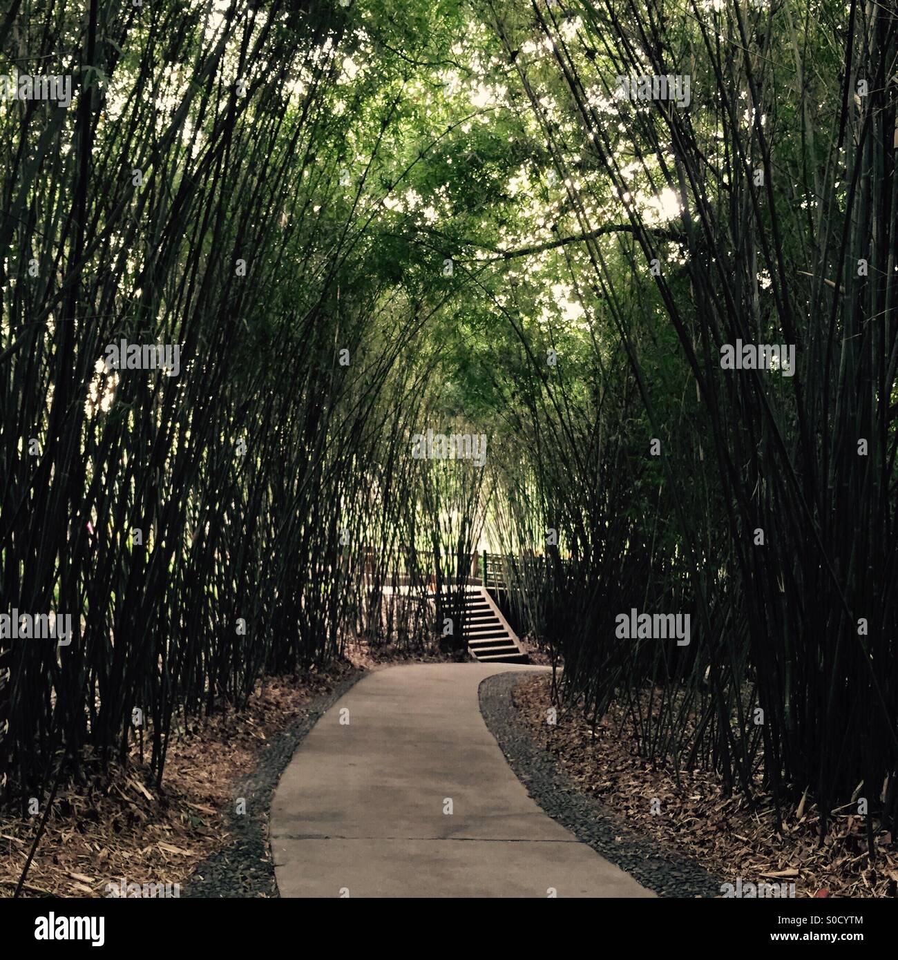 Bamboo steps hi-res stock photography and images - Alamy