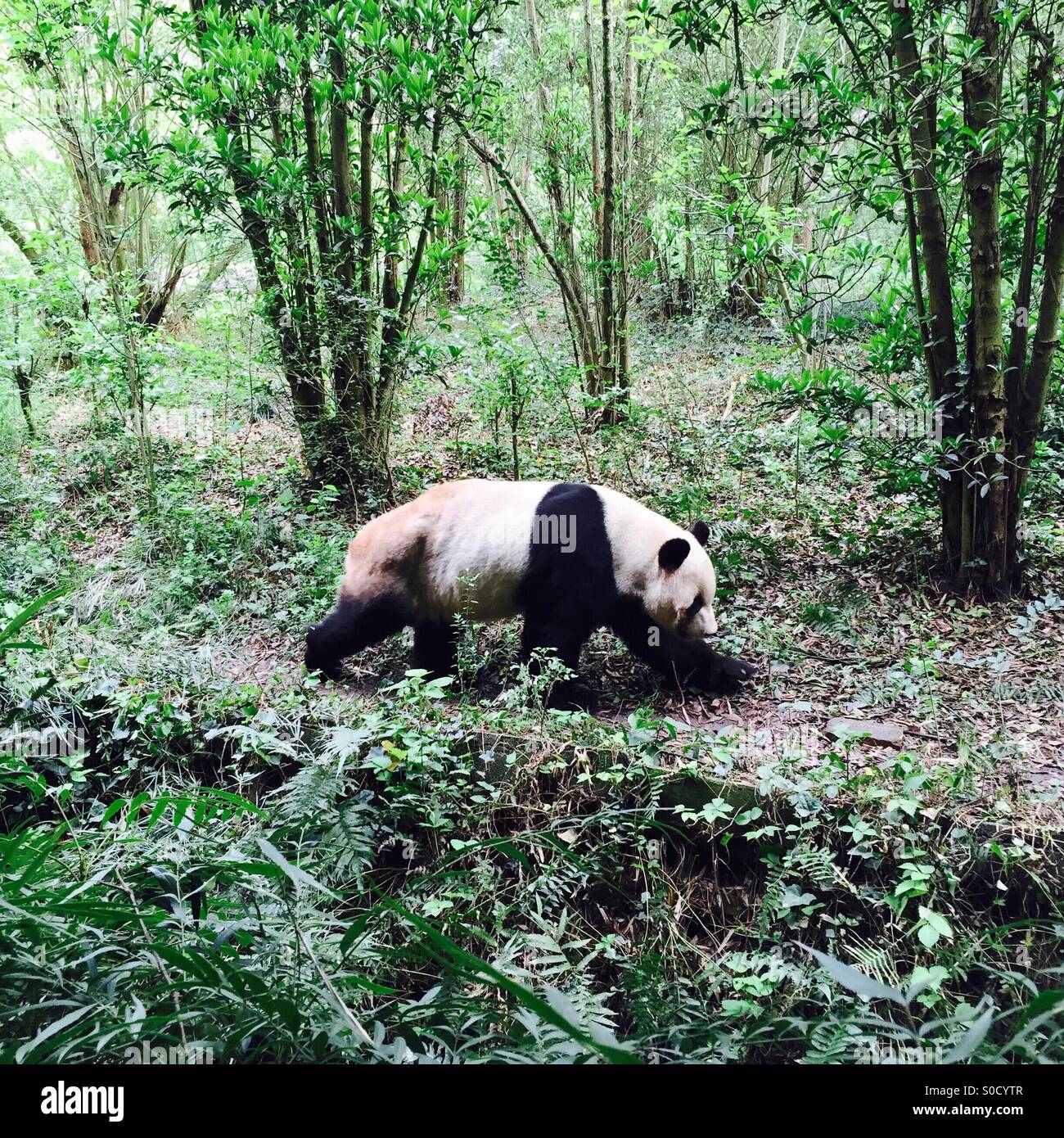 Panda walking grass hi-res stock photography and images - Alamy