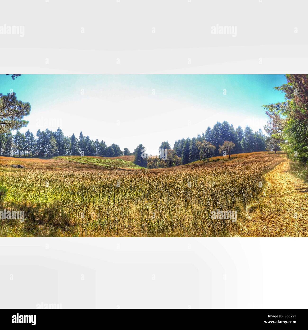 Golden open field Stock Photo - Alamy