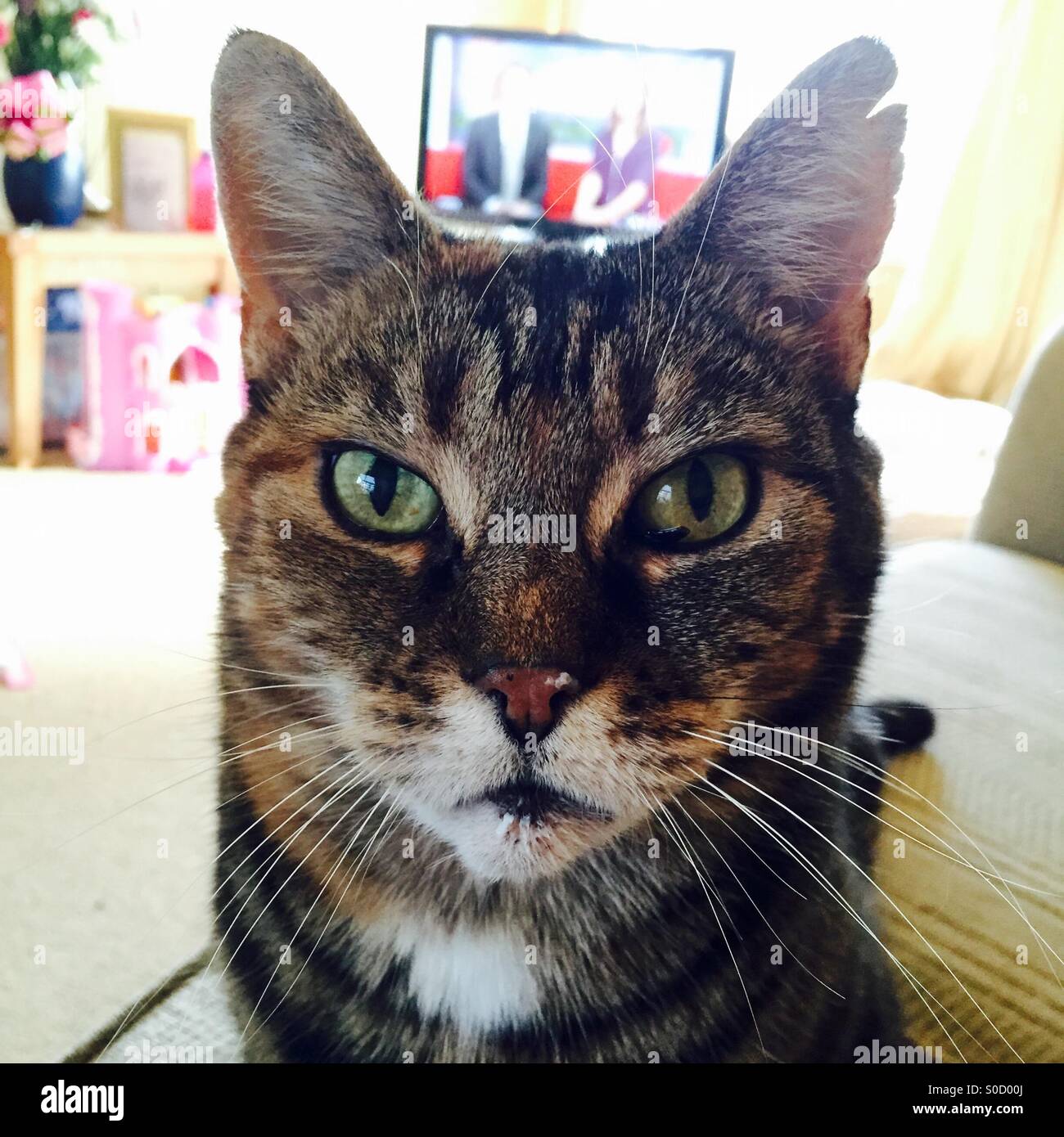 Serious cat hi-res stock photography and images - Alamy