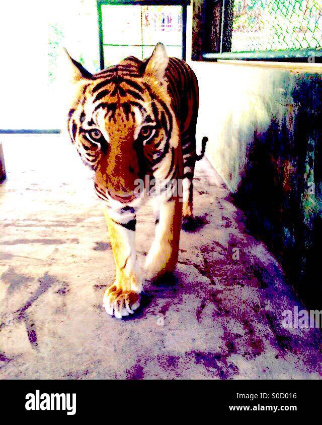 Tiger is coming hi-res stock photography and images - Alamy