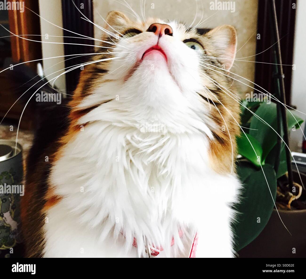 Cat looking up Stock Photo - Alamy