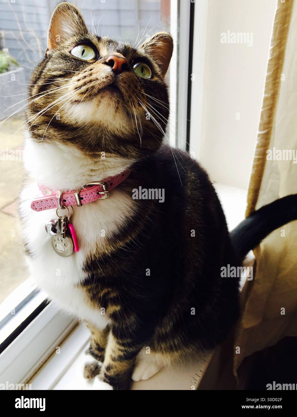 Window curious hi-res stock photography and images - Alamy