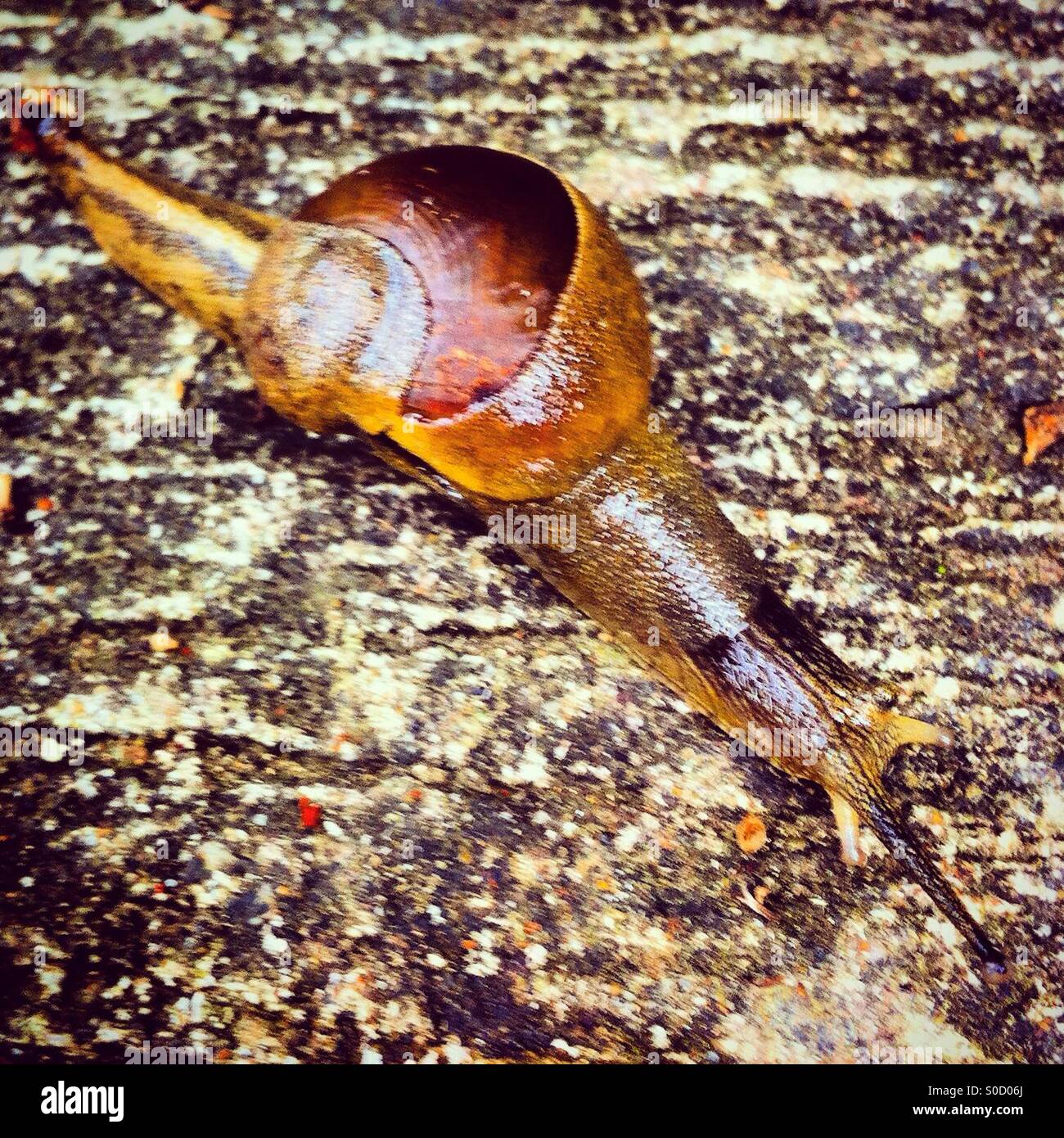 Raining snail hi-res stock photography and images - Alamy