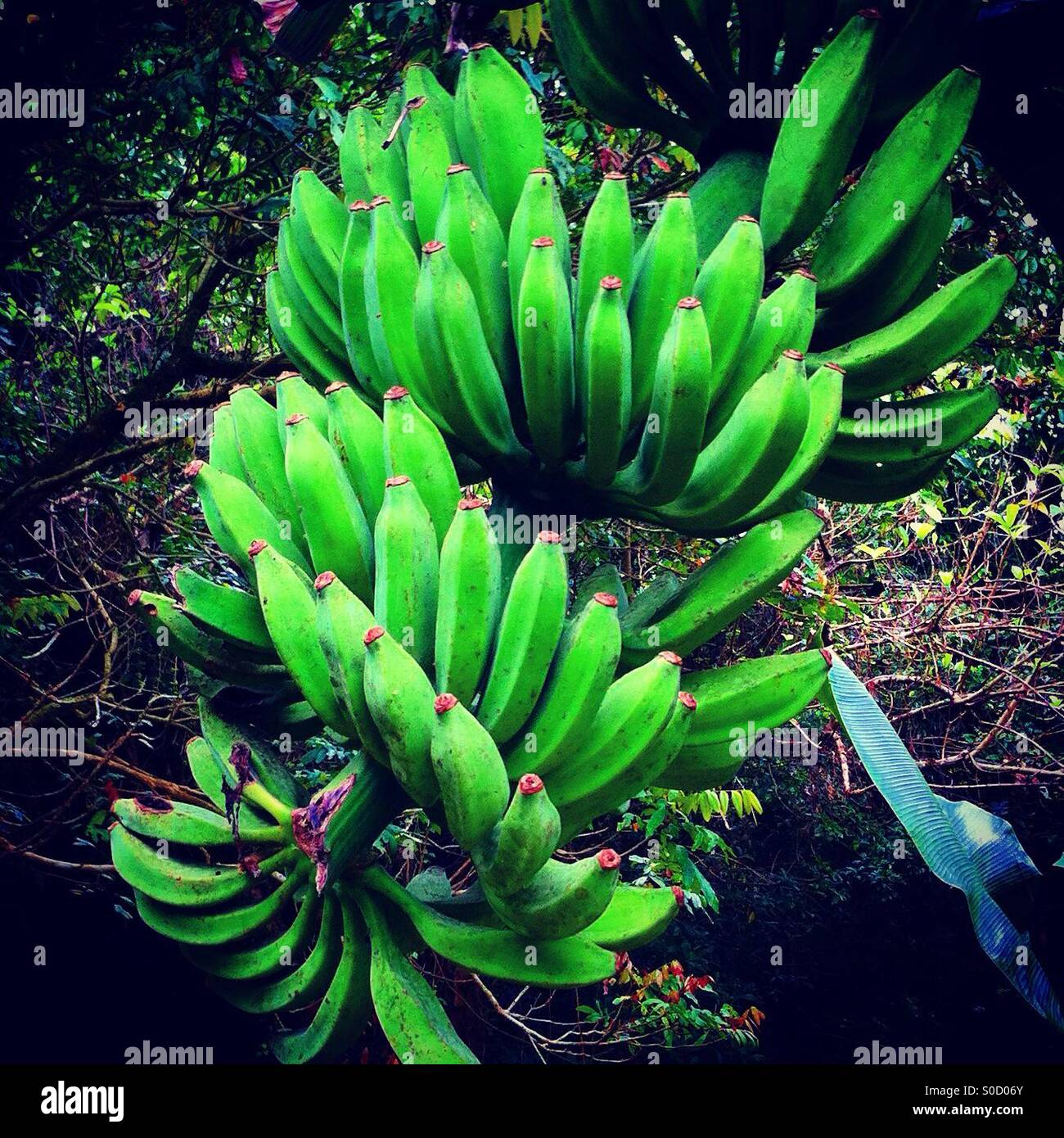Banana like fruits hi-res stock photography and images - Alamy