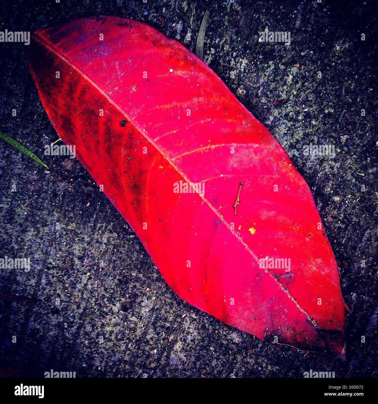 Ribs of leaf hi-res stock photography and images - Alamy