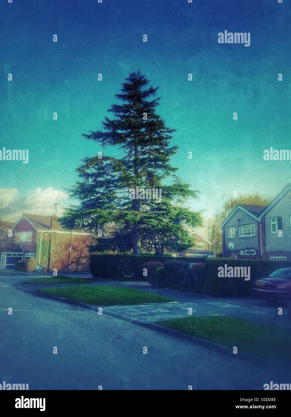 Tree in road hi-res stock photography and images - Alamy