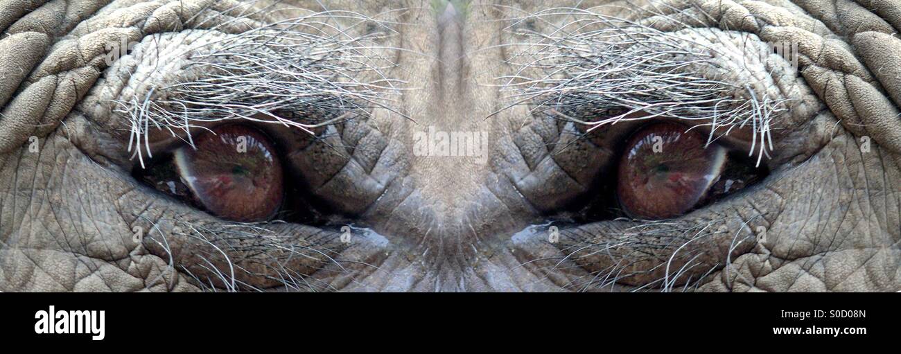 Menacing Eyes High Resolution Stock Photography and Images - Alamy