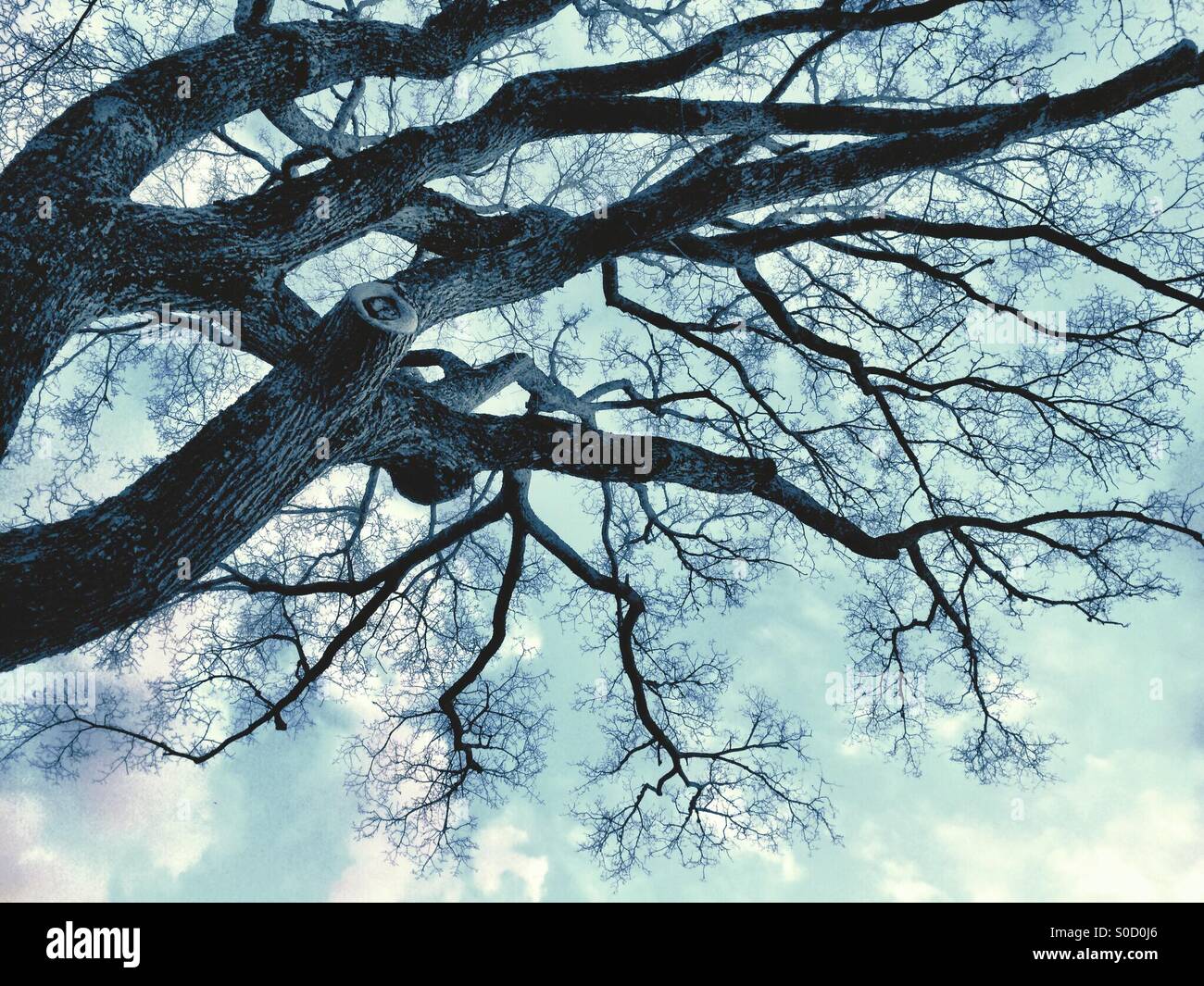 Network trees hi-res stock photography and images - Alamy
