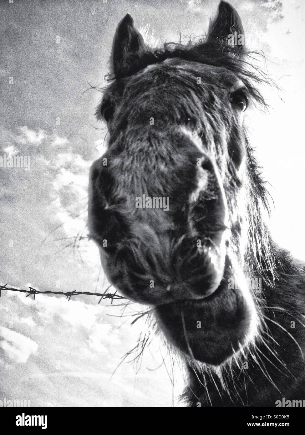 Cheeky horse hi-res stock photography and images - Alamy