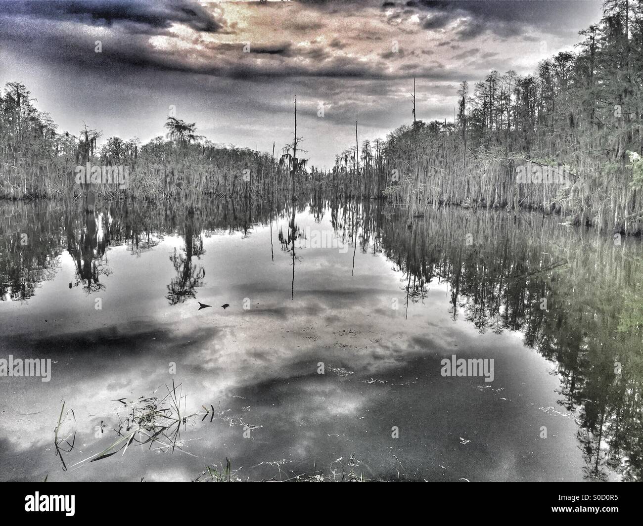 Swamp gators hi-res stock photography and images - Alamy