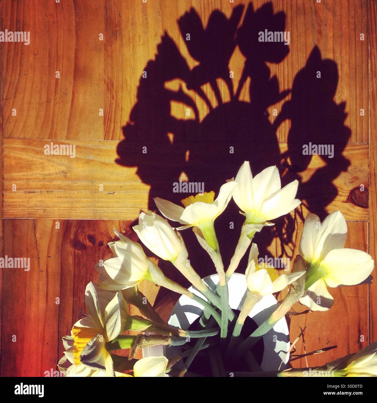 Flowers in shadow Stock Photo - Alamy