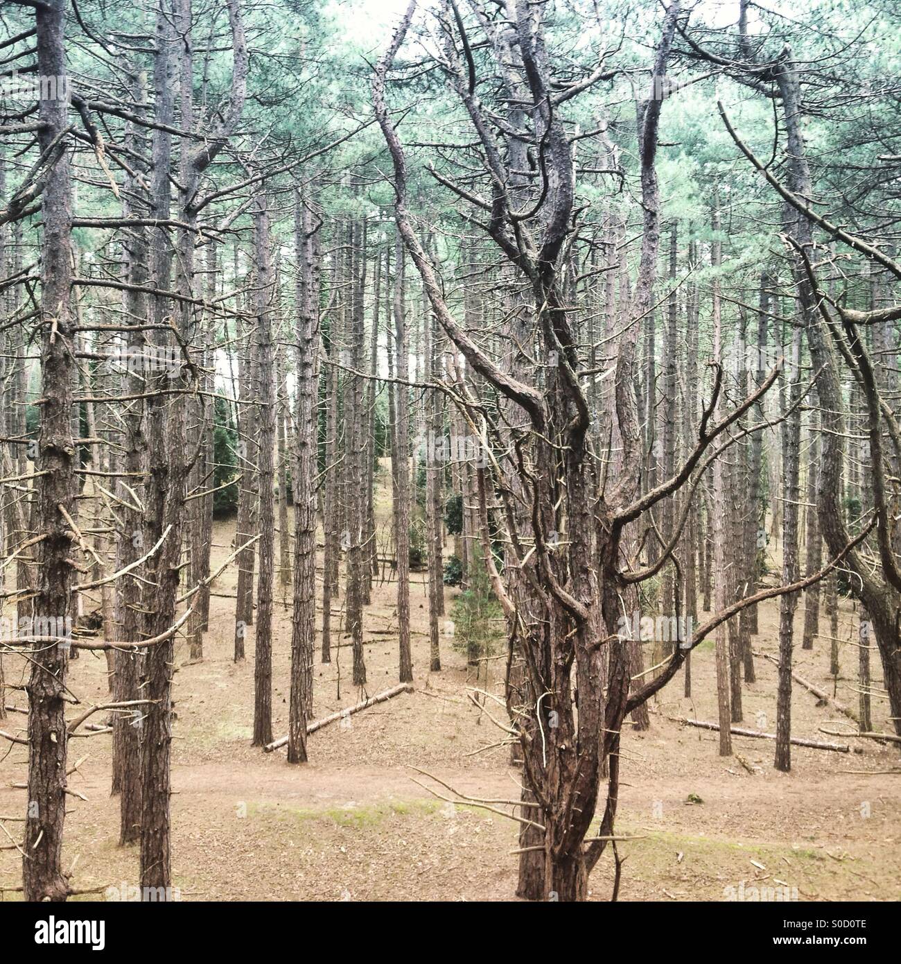 Pinewood Forest High Resolution Stock Photography and Images - Alamy