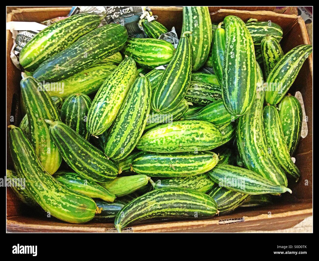 Cucumbers harvest hi-res stock photography and images - Alamy