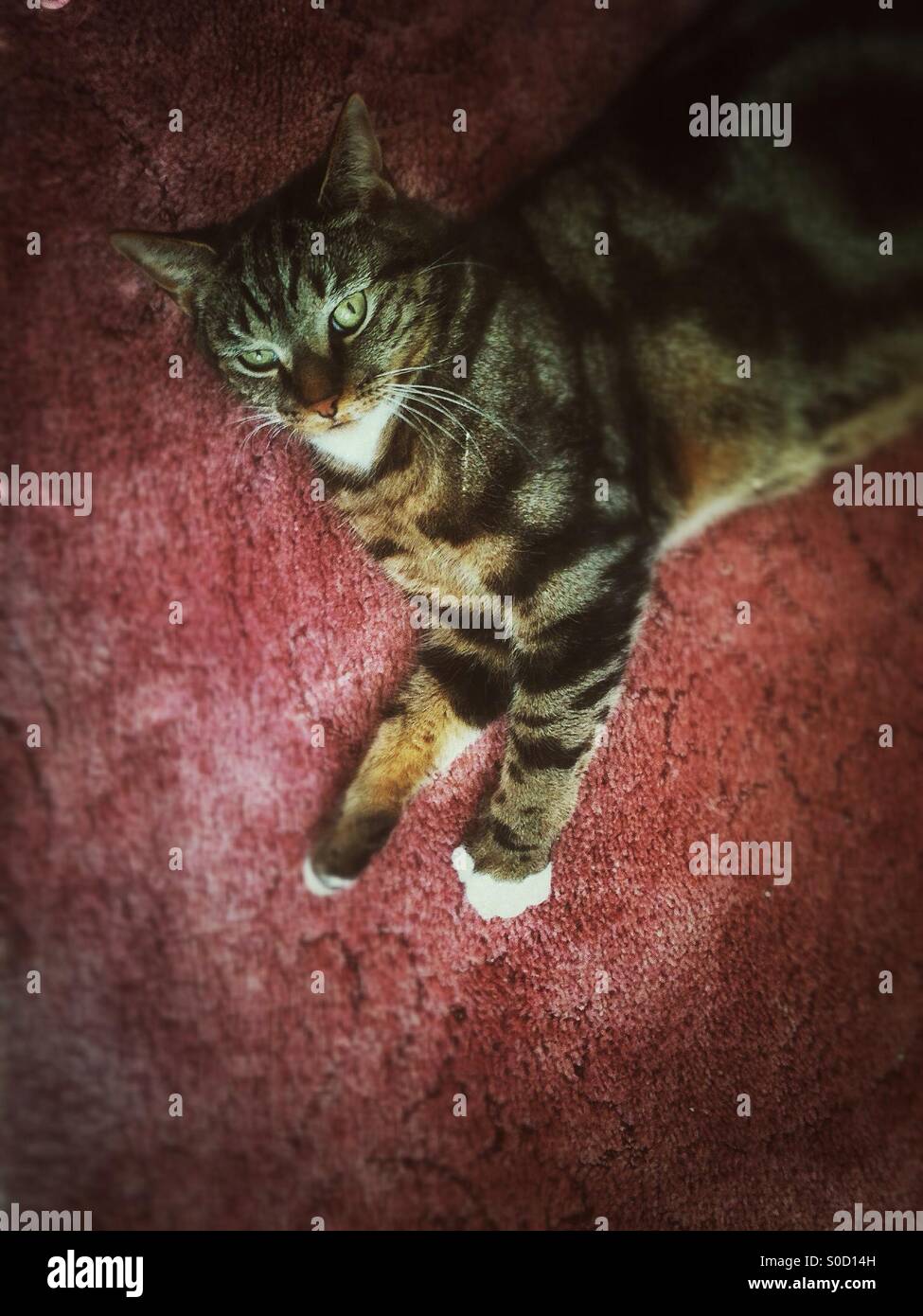 Carpet laying home hi-res stock photography and images - Alamy