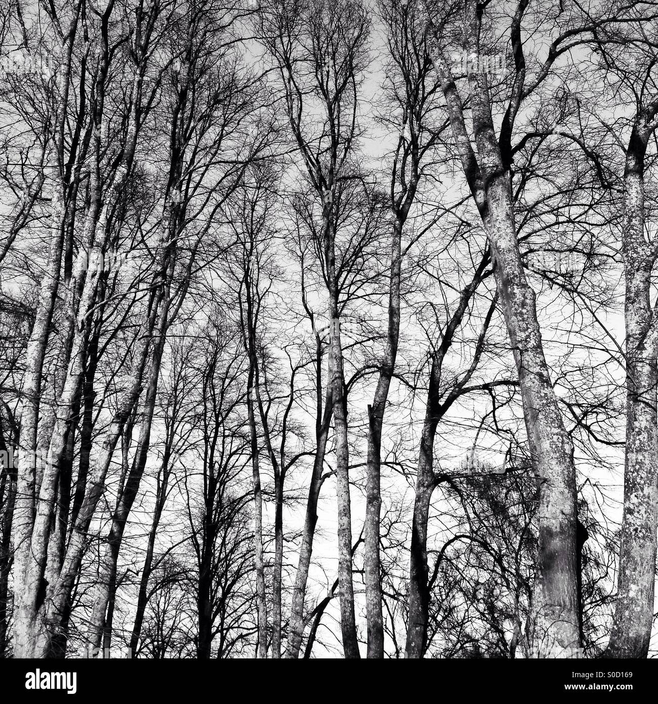 Black and white trees Stock Photo - Alamy