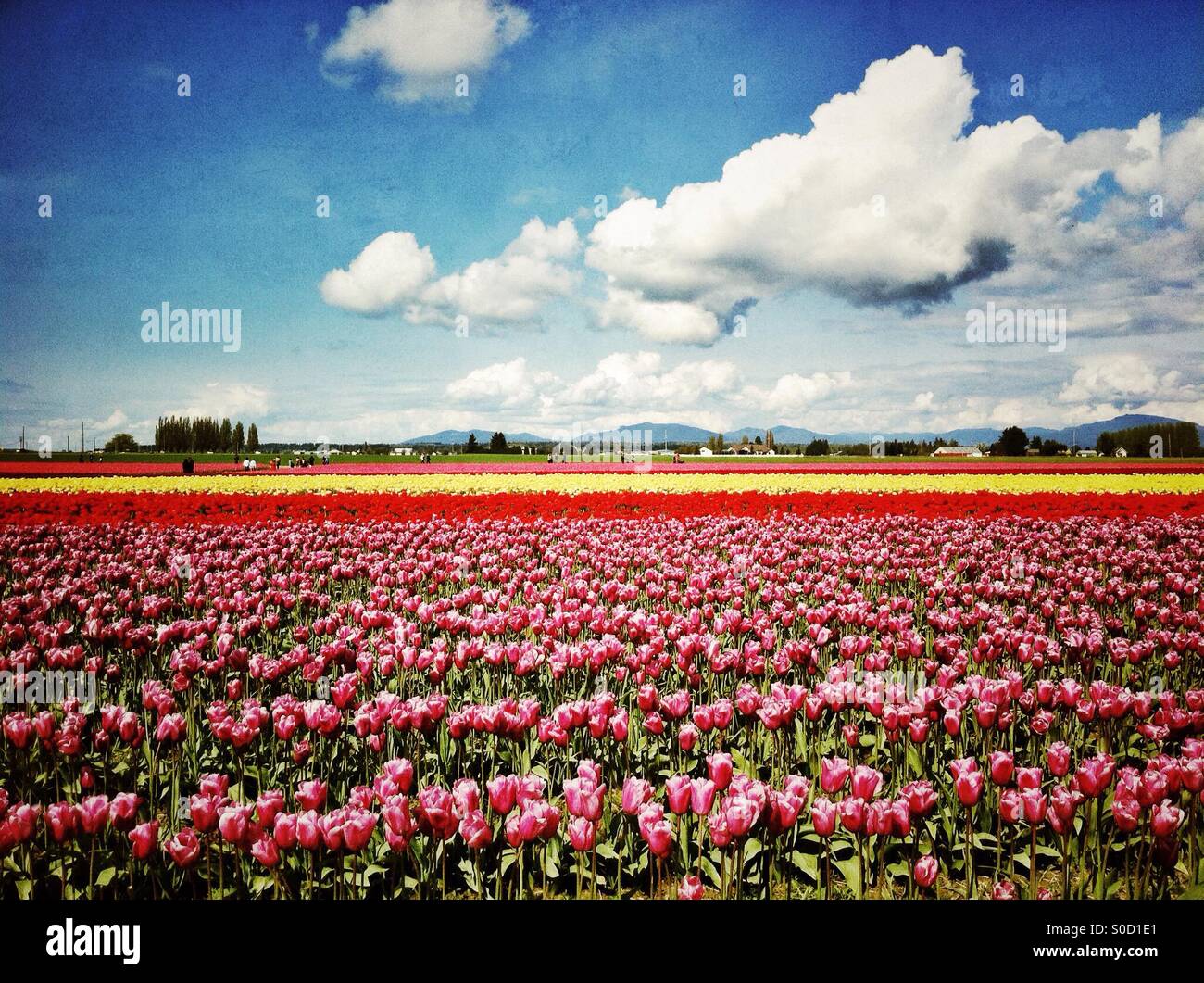 Happy clouds floating above tulip fields in full bloom Stock Photo - Alamy