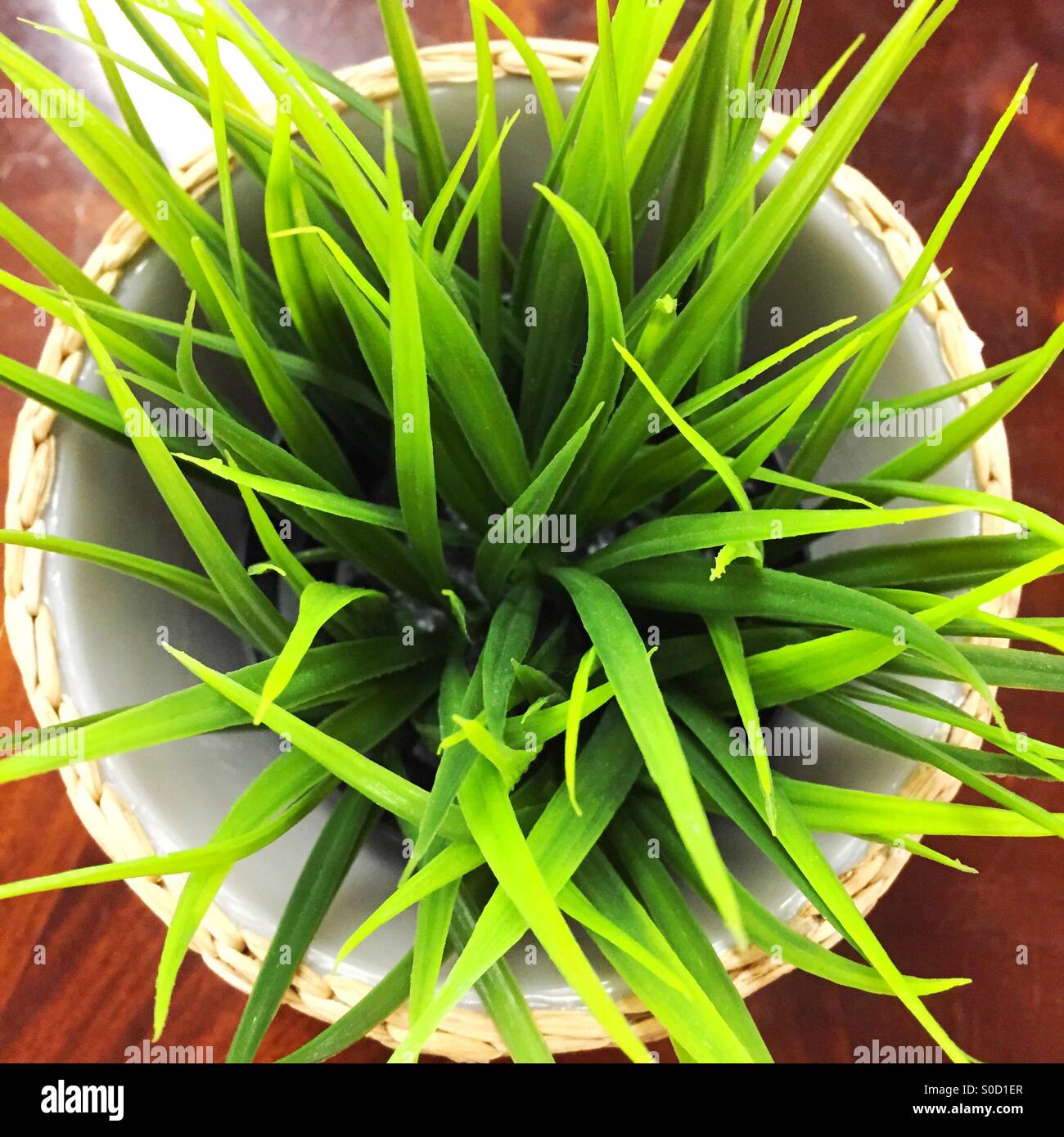 Green pot plant hi-res stock photography and images - Alamy