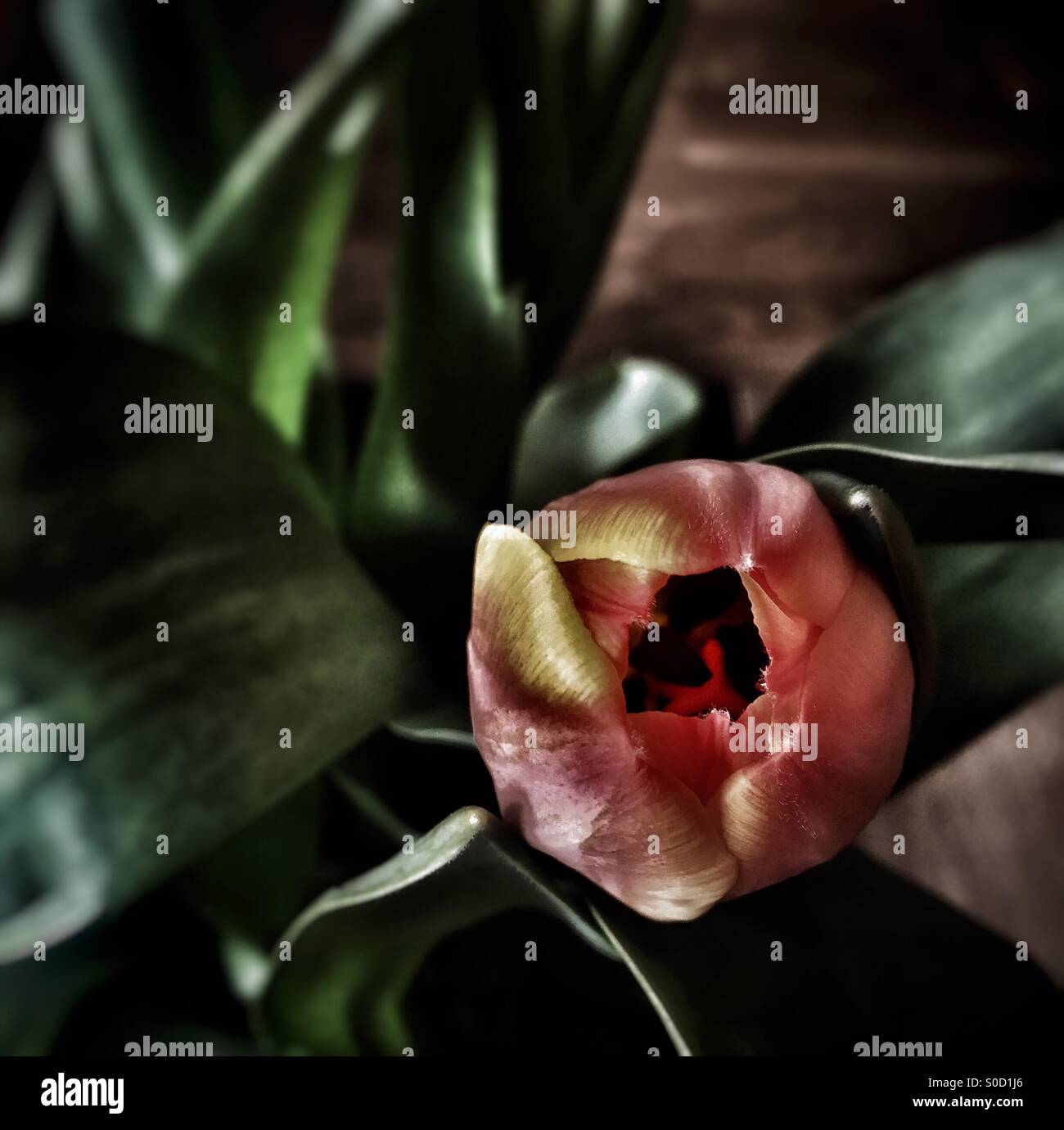 Above spring hi-res stock photography and images - Alamy