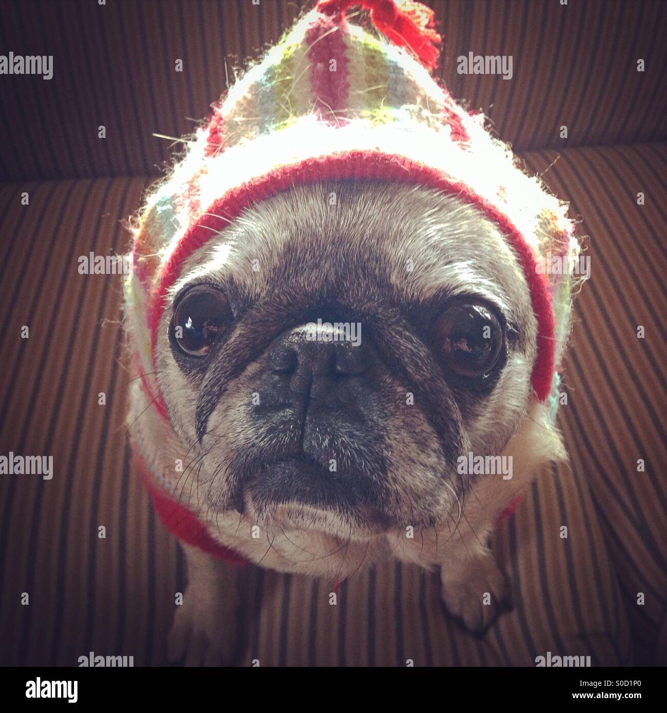 Pug in the Hood. A fawn pug wears a colorful striped sweater Stock ...
