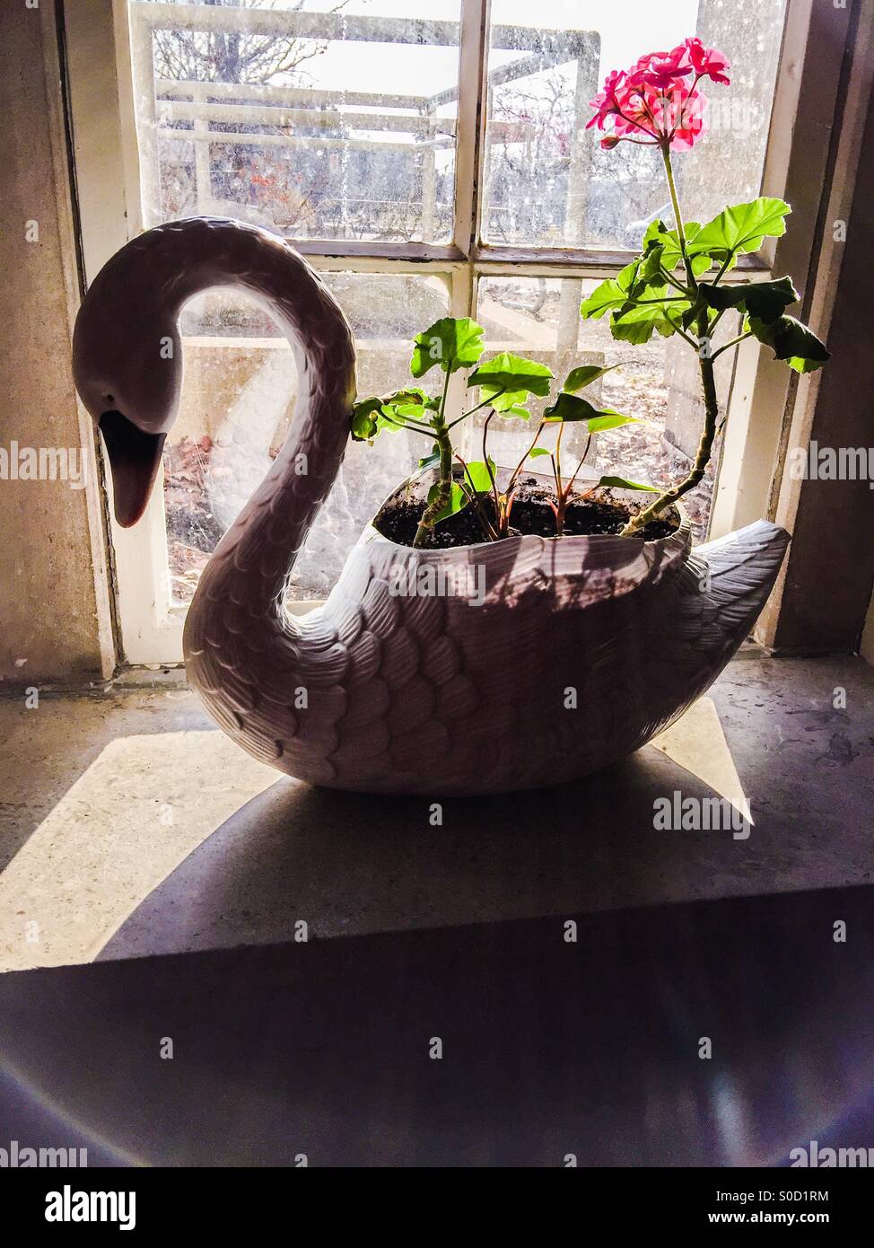 Swan flower plants hi-res stock photography and images - Alamy