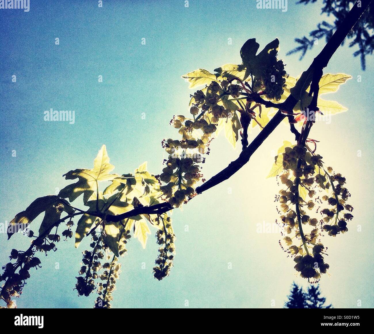 Maple tree blooming Stock Photo - Alamy