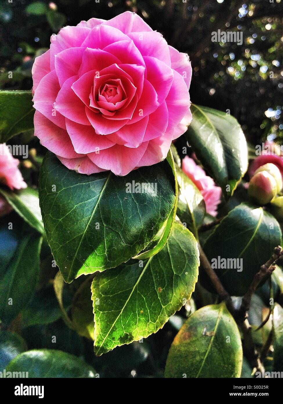 Killerton spring hi-res stock photography and images - Alamy