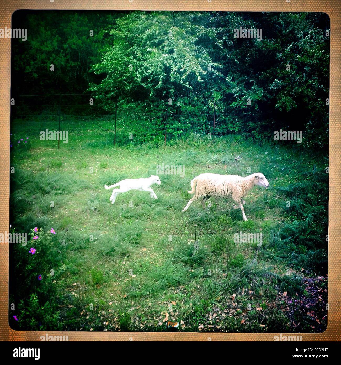 Running animals hi-res stock photography and images - Alamy