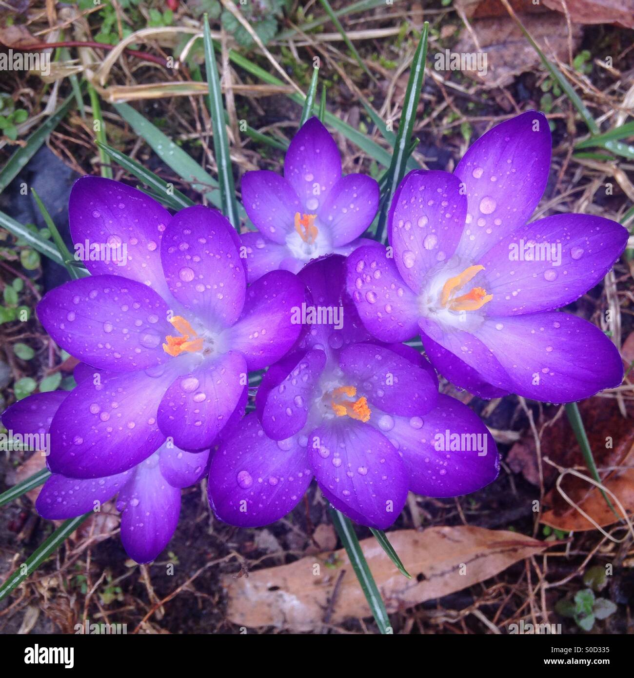 Rain and flowers hi-res stock photography and images - Alamy