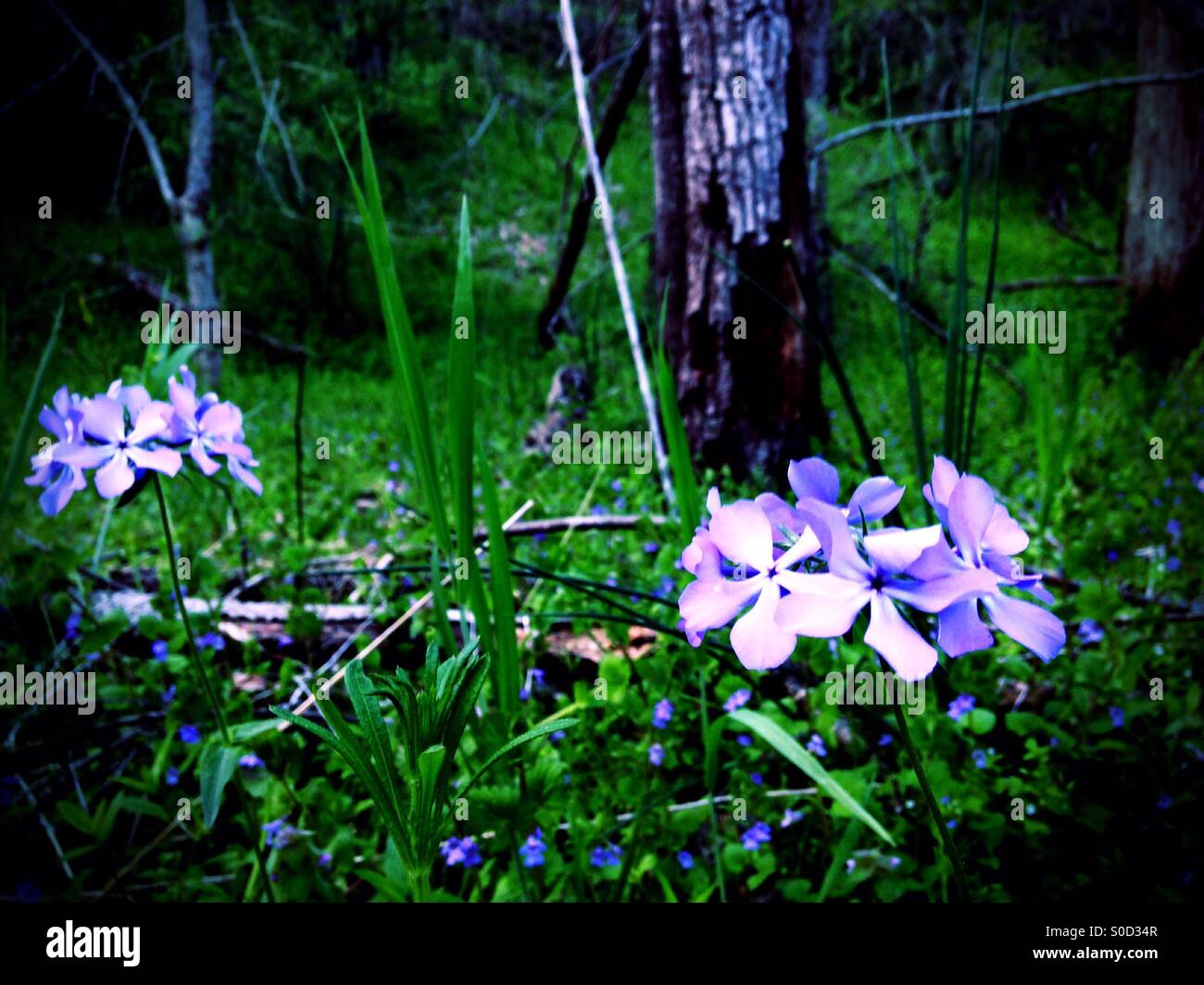 Twilight flowers hi-res stock photography and images - Alamy