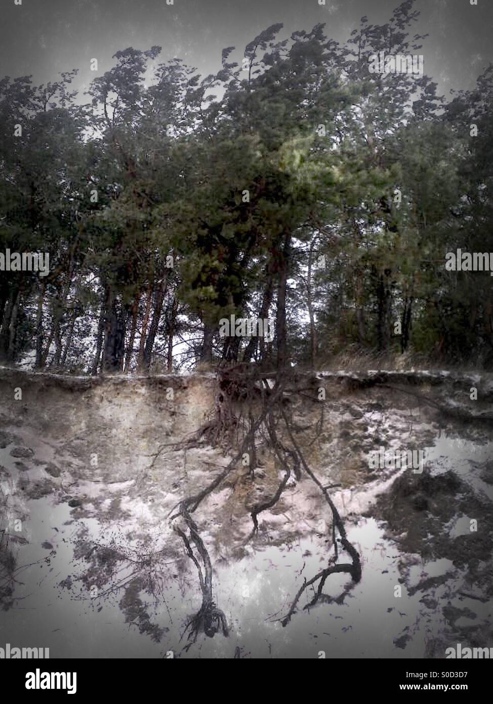 Earth. A tree and its roots Stock Photo - Alamy