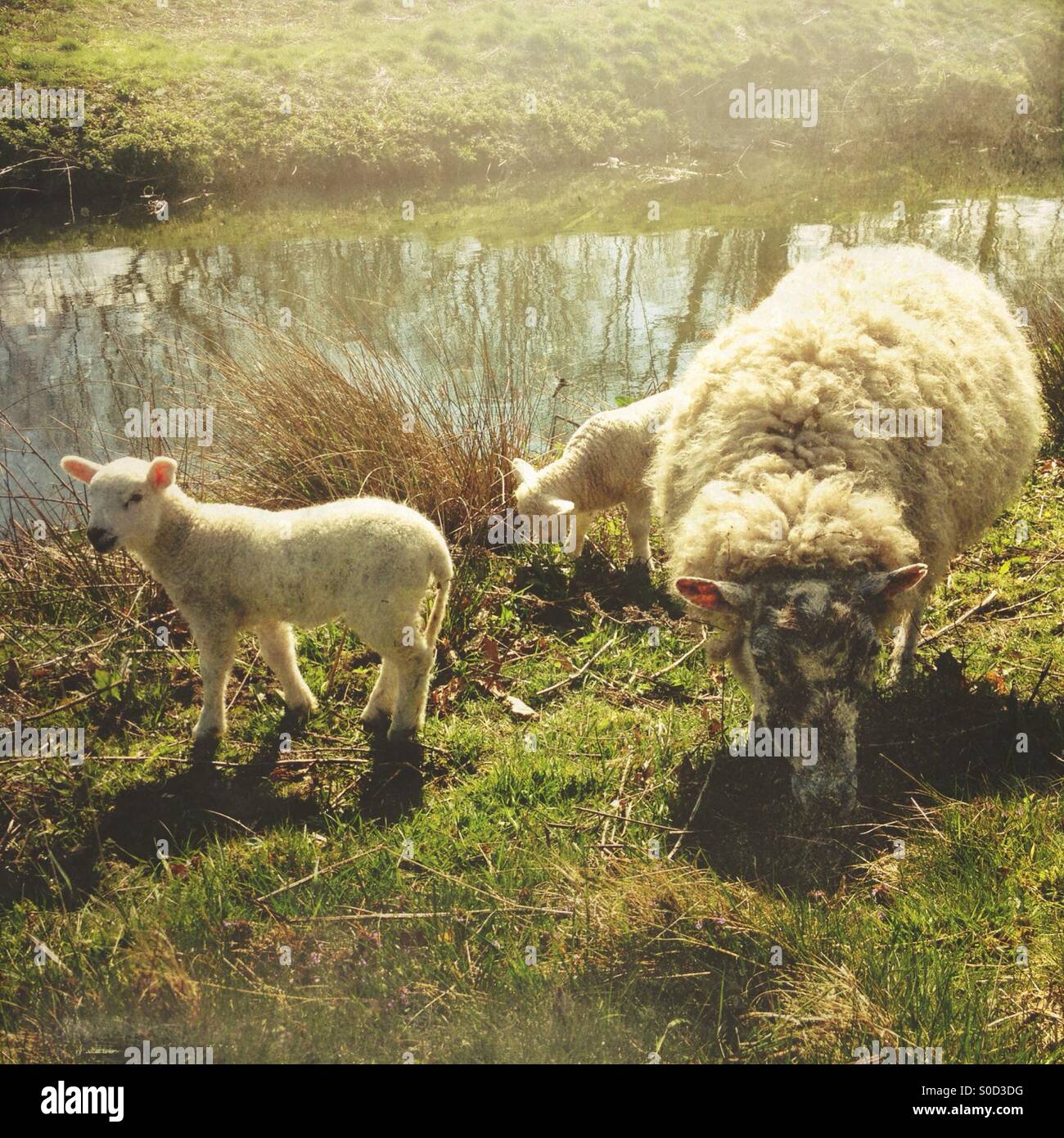 Sheep with her young Stock Photo - Alamy