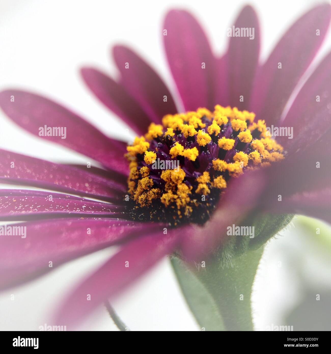 Cape daisy center hi-res stock photography and images - Alamy