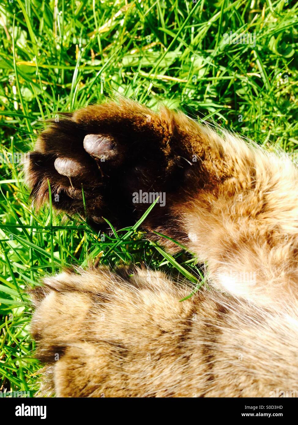 Domestic cat paws outstretched hi-res stock photography and images - Alamy