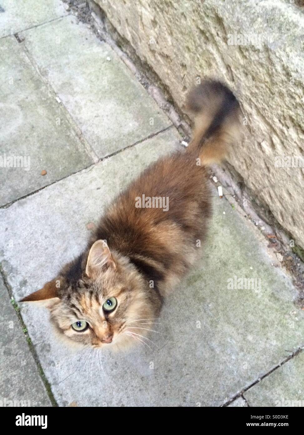 Big fluffy tail hi-res stock photography and images - Alamy