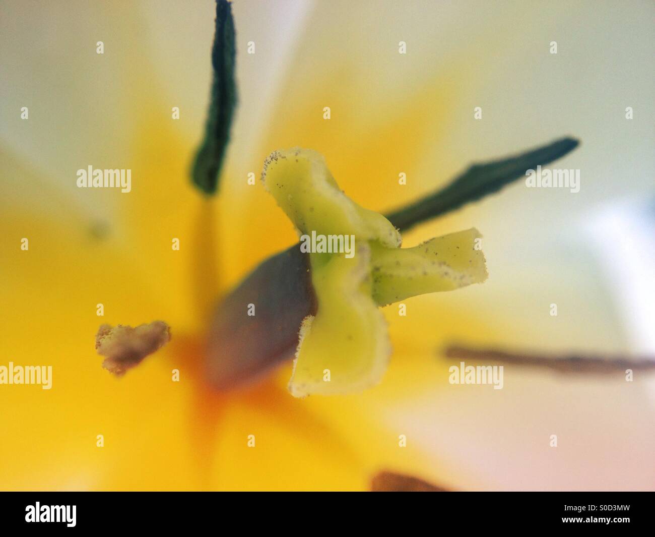 Anther stamen hi-res stock photography and images - Alamy