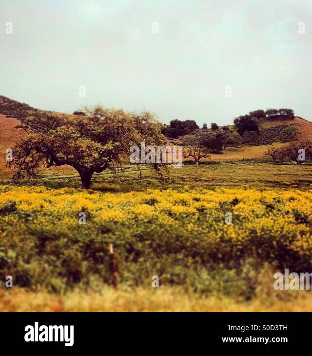 Yellow field with tree roadside Stock Photo - Alamy