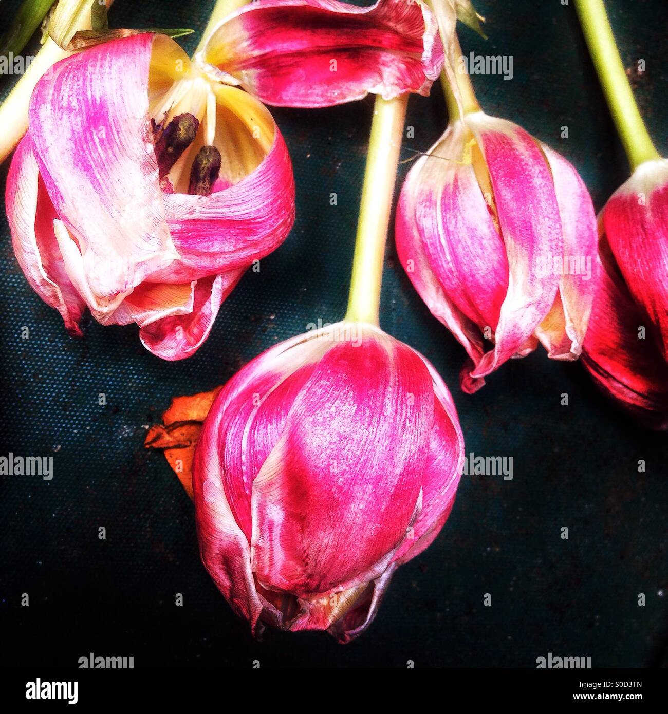 Faded past hi-res stock photography and images - Alamy