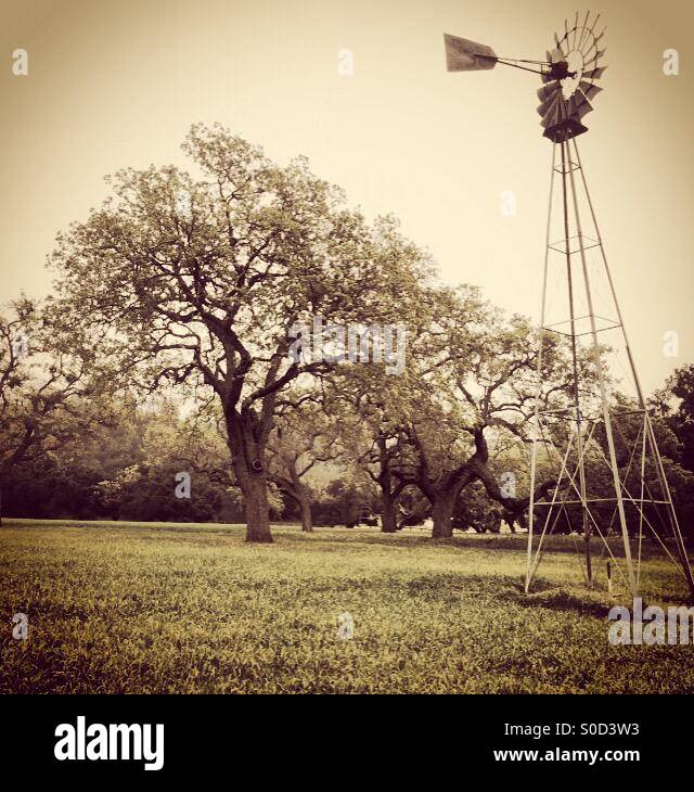 Oak tree and windmill Stock Photo - Alamy