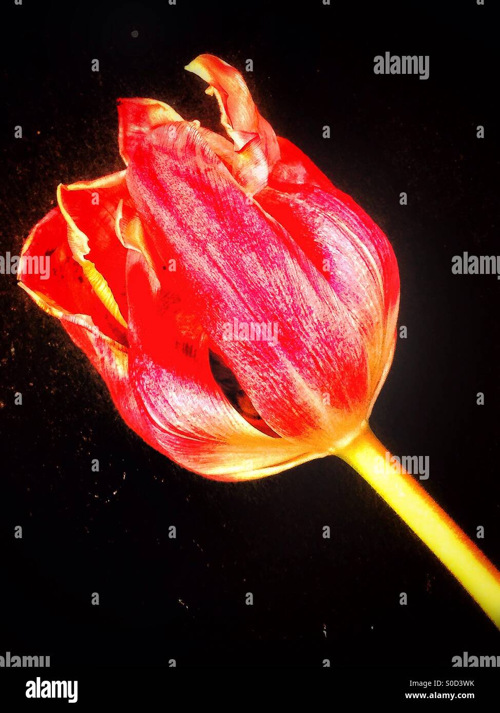 Faded tulip black background Stock Photo - Alamy
