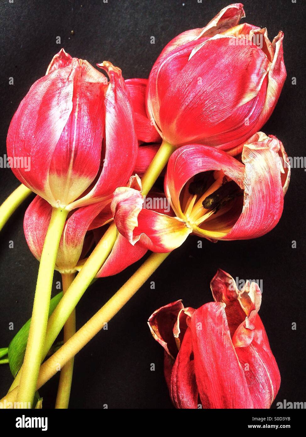 A bunch of faded tulips Stock Photo - Alamy