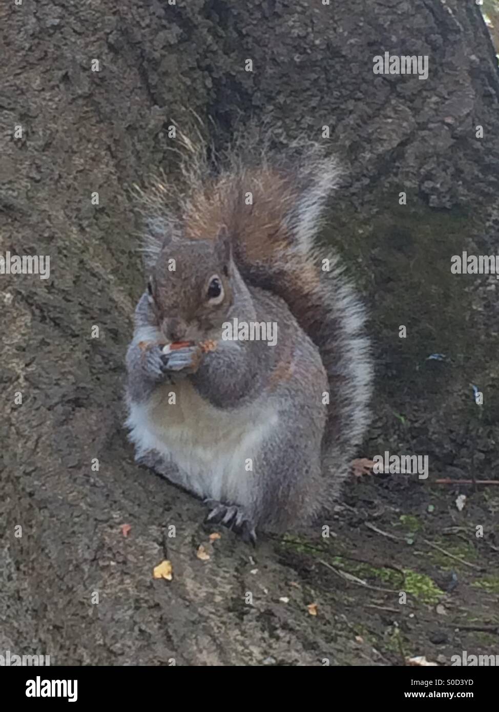 Grey squirrel nut eating tree hi-res stock photography and images - Alamy